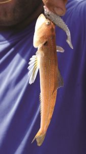 Fishing Peel Island and surrounds - Bush 'n Beach Fishing Magazine