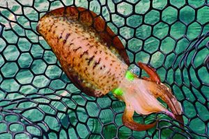 Catching squid - basic techniques - Bush 'n Beach Fishing Magazine