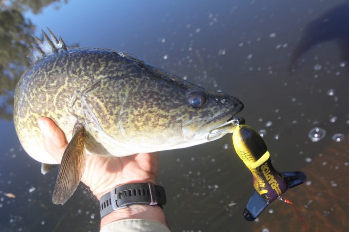 New for the winter cod season - Bush 'n Beach Fishing Magazine