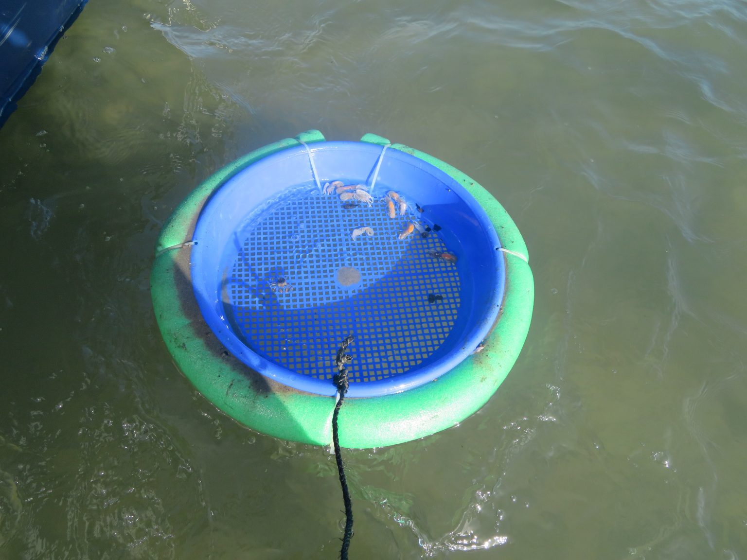 Collecting bait for beach and flats - Bush 'n Beach Fishing Magazine