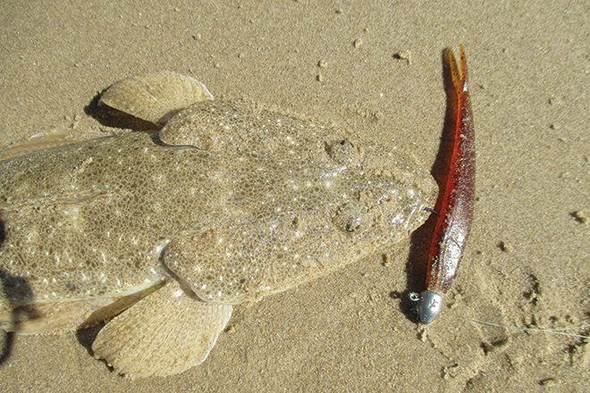 Chasing a feed of flathead - Bush 'n Beach Fishing Magazine