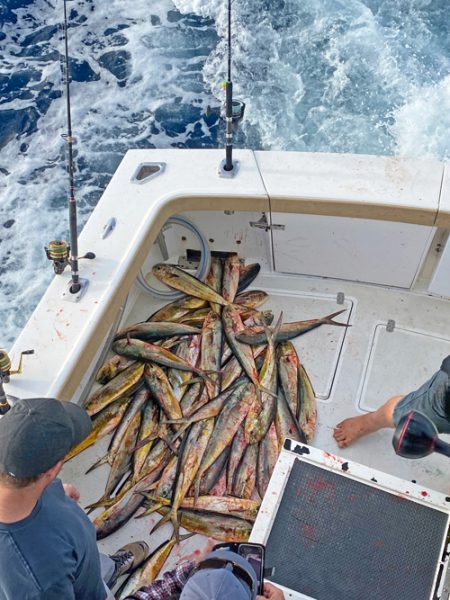 Gold Coast Coomera - weekly report - Bush 'n Beach Fishing Magazine