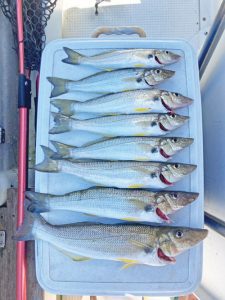 How to catch sand whiting - #BNBFISHINGMAG