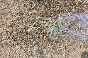 Beginner’s guide to catching prawns - #bnbfishingmag