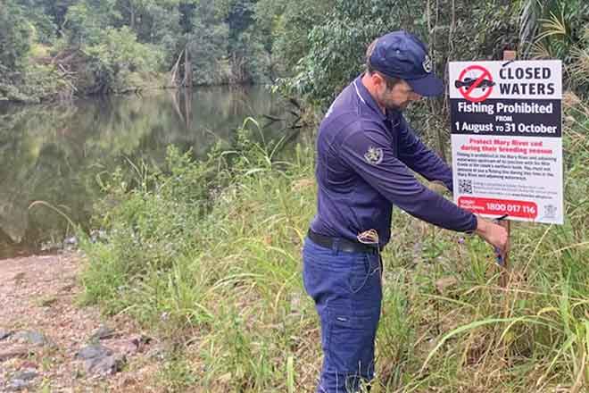 Anglers fined for ignoring bans on Mary River cod - Bush 'n Beach ...