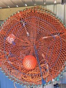 Tips for catching mud crabs - Bush 'n Beach Fishing Magazine