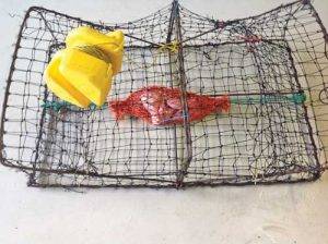 Tips for catching mud crabs - Bush 'n Beach Fishing Magazine