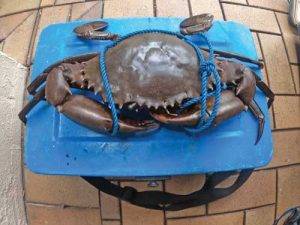 Tips for catching mud crabs - Bush 'n Beach Fishing Magazine