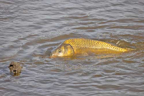 Going viral on Australia’s carp - Bush 'n Beach Fishing Magazine
