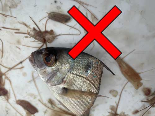 Make sure you know the law on restricted species - Bush 'n Beach ...