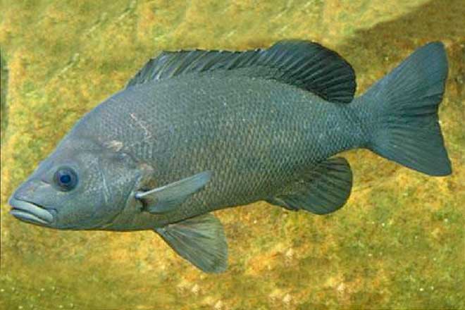 Important information on sooty grunter - Bush 'n Beach Fishing Magazine