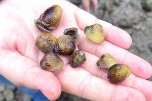 Freshwater gold clam found in Brisbane River - Bush 'n Beach Fishing ...