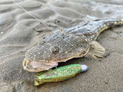 Junior angler's one percenter flathead tips - Bush 'n Beach Fishing ...