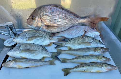 Cracking shallow inshore reef codes - Bush 'n Beach Fishing Magazine
