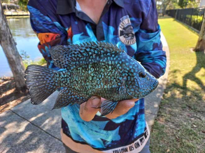 Important information regarding pest fish - Bush 'n Beach Fishing Magazine