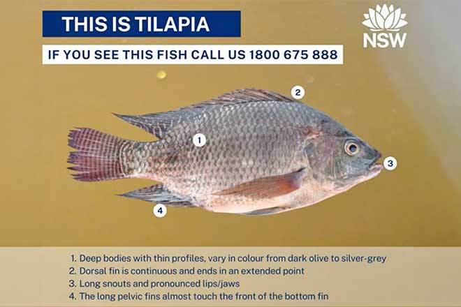 Tilapia is a risk to native fauna and environment - Bush 'n Beach ...