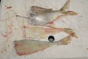 Guide to catching red emperor - Bush 'n Beach Fishing Magazine