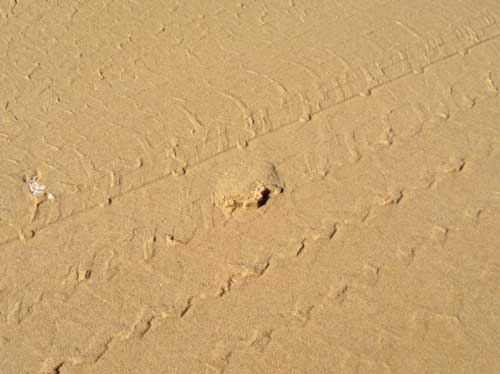 Guide to catching your own bait - Bush 'n Beach Fishing Magazine