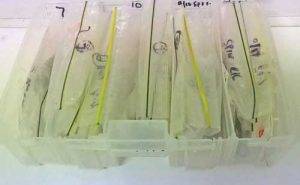 Tailor time on beaches - Bush 'n Beach Fishing Magazine