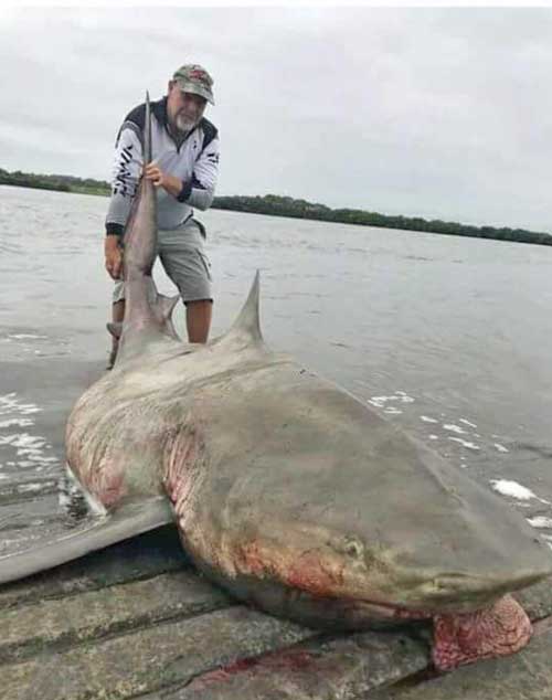 What we can do about shark numbers in Queensland - Bush 'n Beach ...